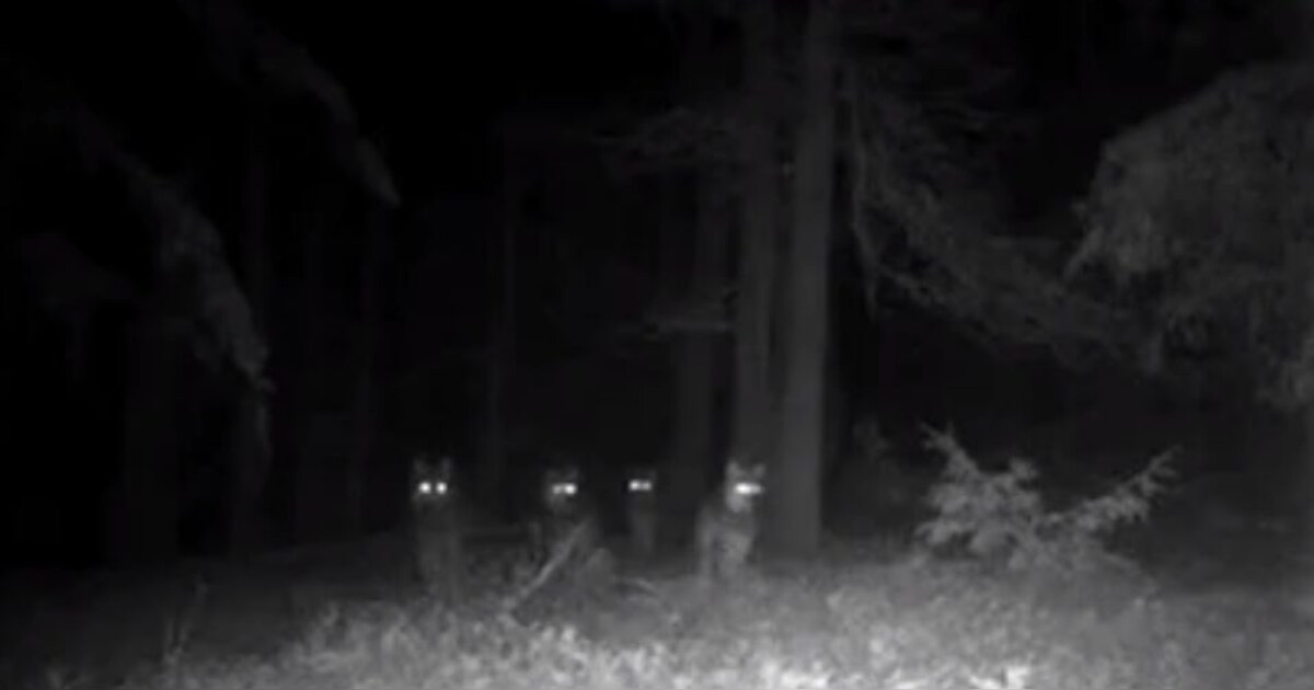 Peter (71) legt grote roedel wolven illegaal vast met wildcam op terrein Natuurmonumenten: dure ...