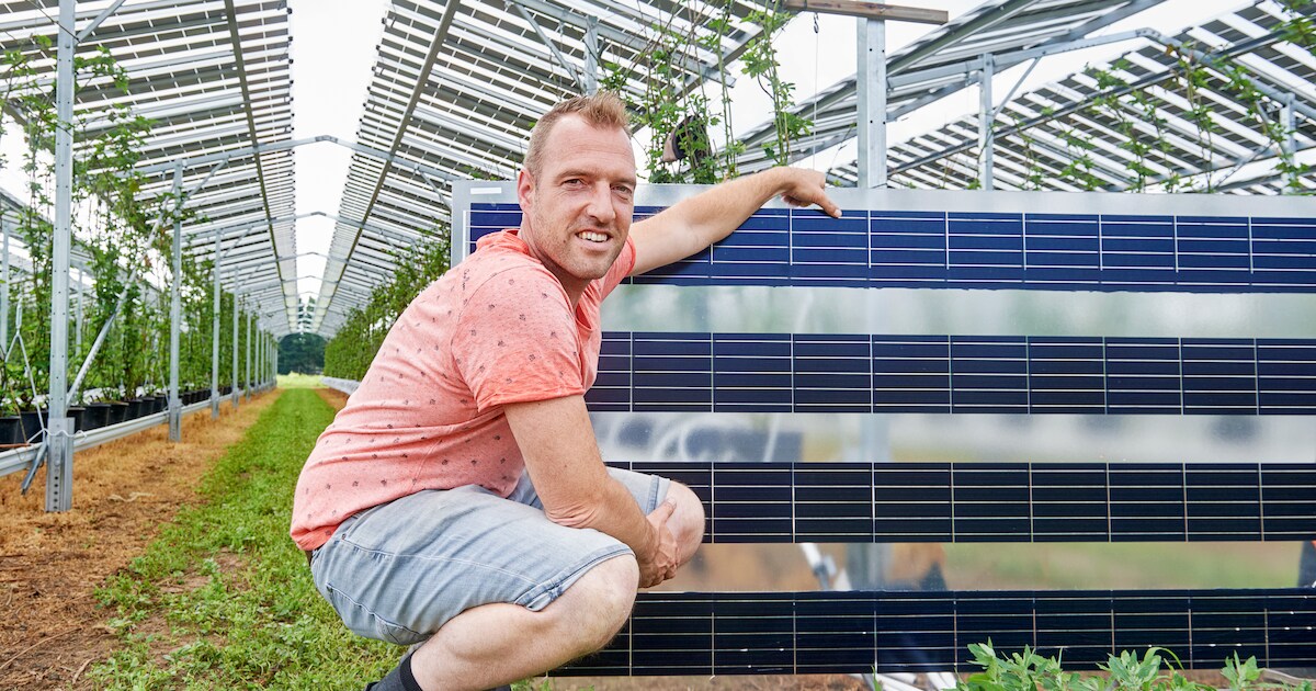 Derde zonnepark TPSolar in Uden is tevens dak boven bramen of bloemen | Uden, Veghel e.o. | BD.nl