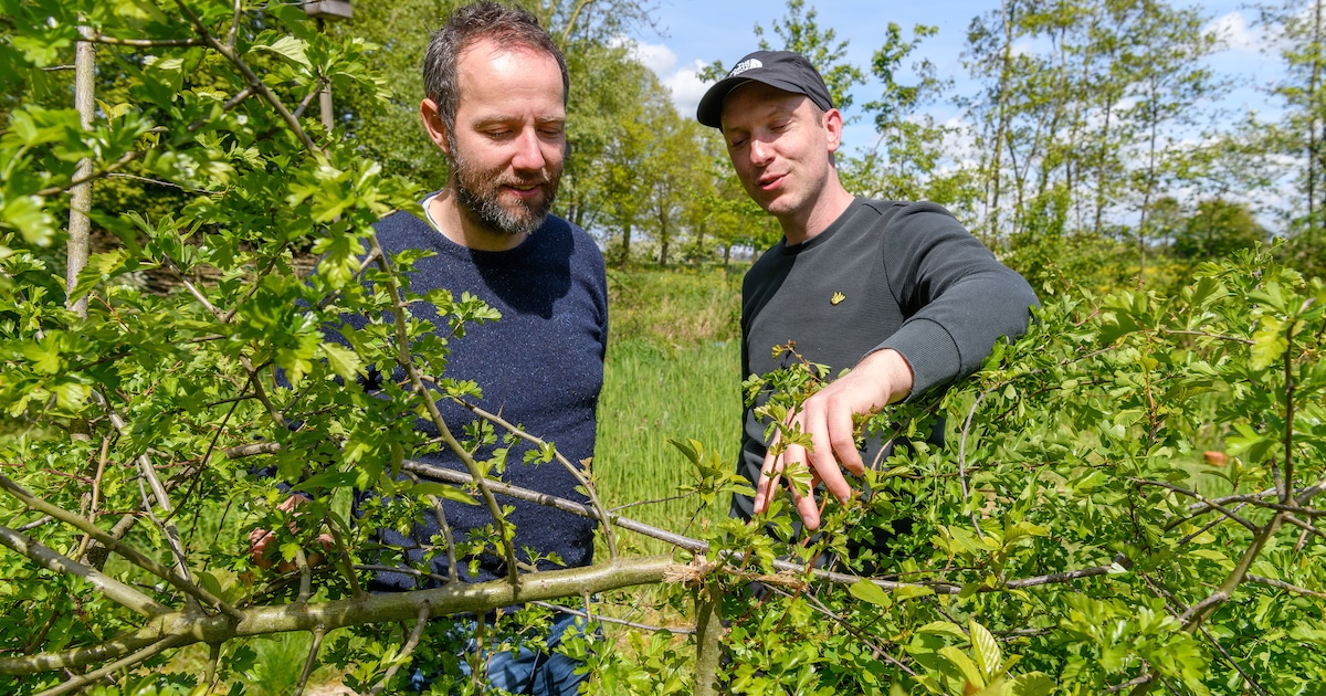 Hoe maak je je tuin zo biodivers mogelijk? Hier 6 tips van de pro’s ...
