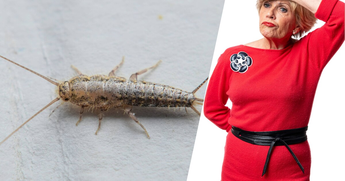 Zilvervisjes verspreiden schimmels en bacteriën door het hele huis: zo ...