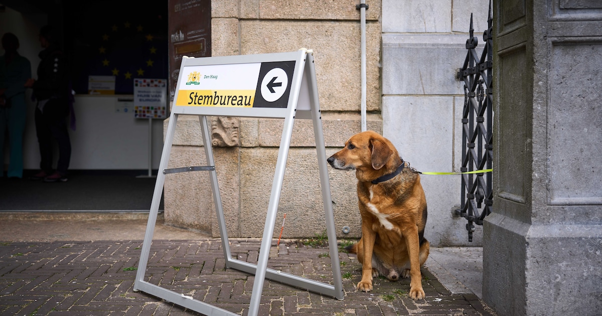 Uitslag Europese verkiezingen in Maashorst: meeste stemmen voor PVV ...