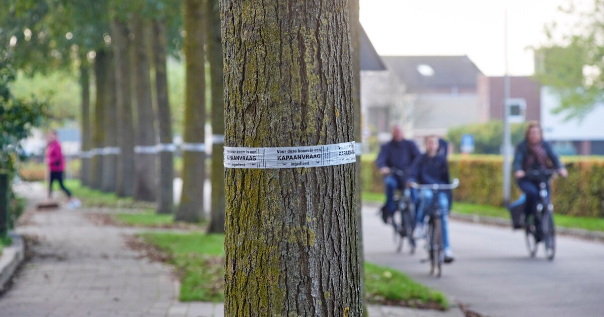 Groeiende boomwortels boren zich in deze Osse straat door de gasleiding ...