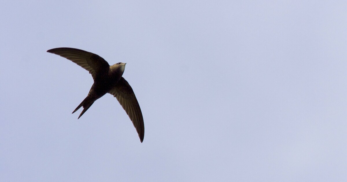 Leerlingen Springplank Vught timmeren nestkasten | Vught | BD.nl
