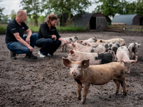 Op het erf waar de varkens verdwenen, knorren nu weer biggen: vijfde ...