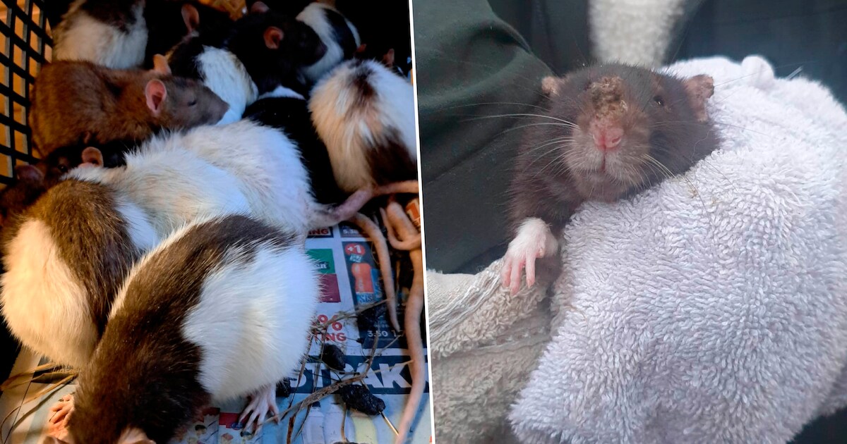 Twintig tamme ratten gedumpt in Gorinchem, viertal overleeft het niet ...