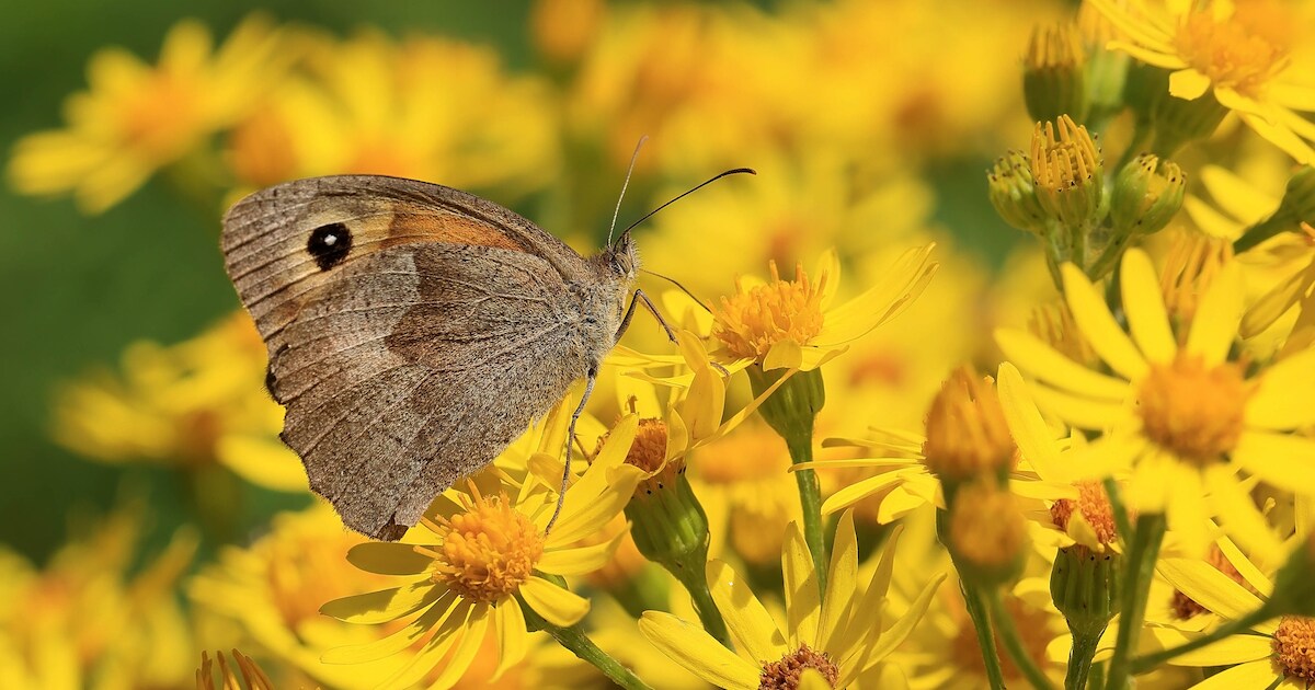 Insectenwandeling op Strijbeekse Heide: ontdek de schoonheid en het nut ...