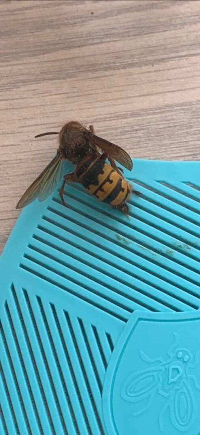 Aziatische of Europese hoornaar, wesp of iets anders: enkele foto's op ...