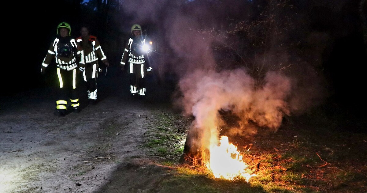 Boomstronk vliegt in brand in Loonse en Drunense Duinen | Regio | BD.nl