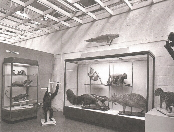 Van verse paddenstoelen naar virtuele mammoets: het Natuurmuseum blaast ...