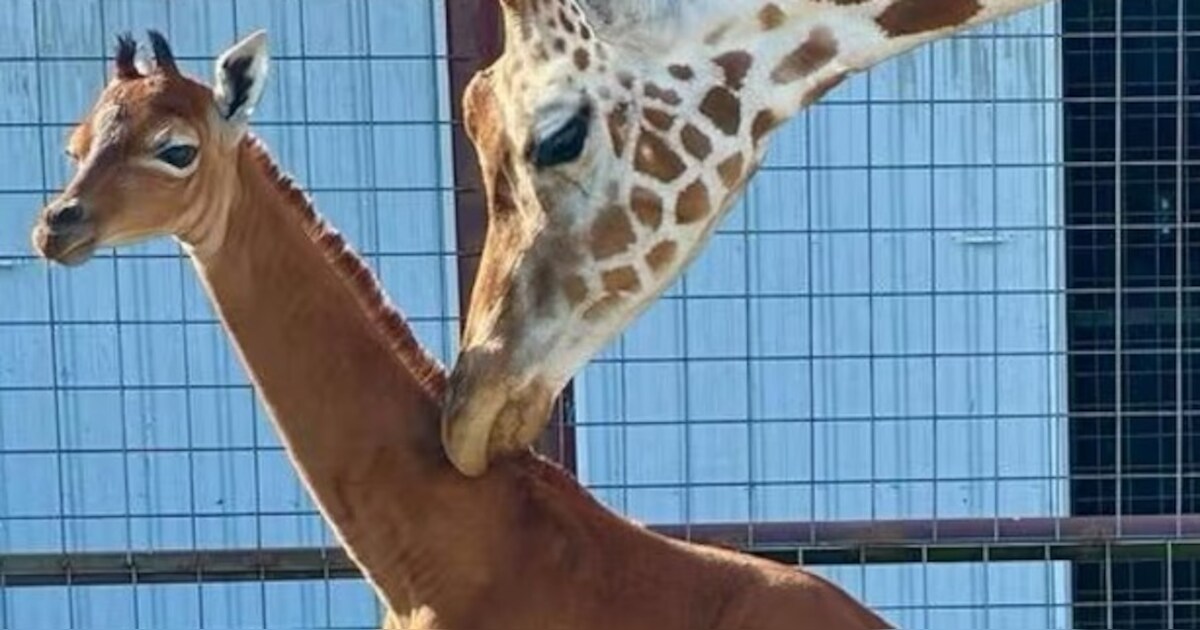 Video van de dag: Giraffe zonder vlekken geboren: 'Enige ter wereld ...