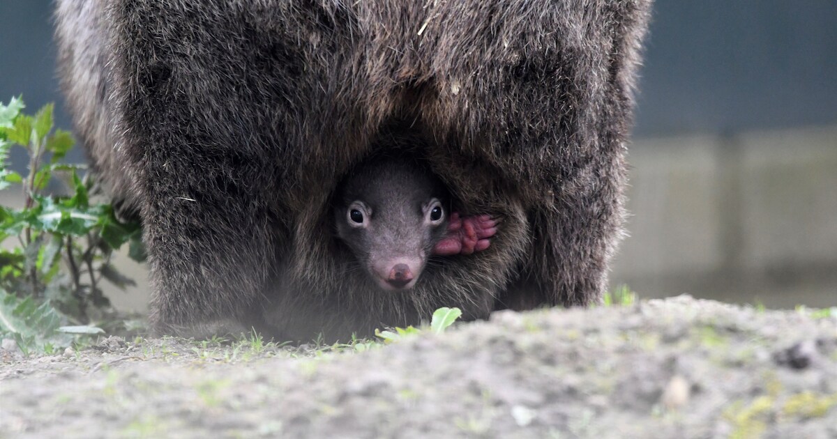 Eerste jonkie bij wombats in BestZoo | Nieuws | BD.nl