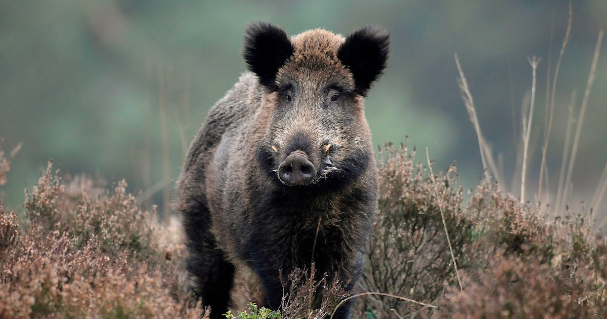 Het wild zwijn is niet te stoppen in Brabant: moeten we dat erg vinden ...