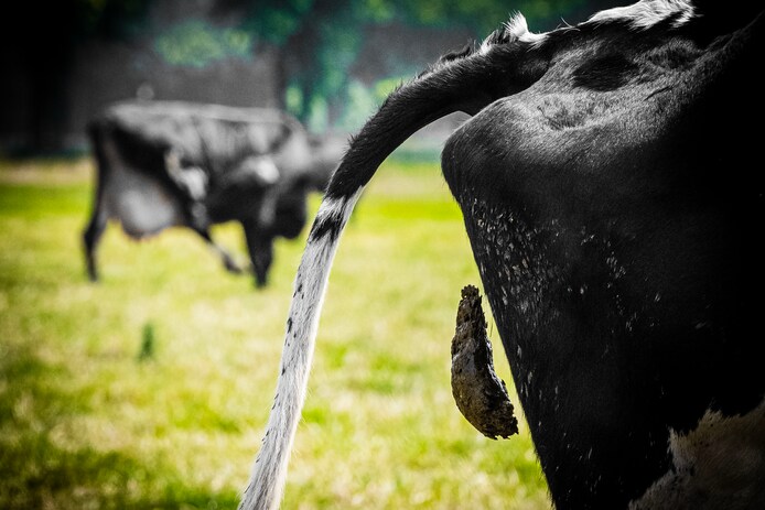 Last van stank van boeren? Klaag dan vooral bij je gemeente en niet bij ...
