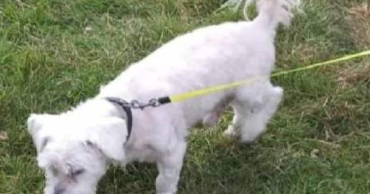 Hondje Kenji is gevonden; hij heeft de val in het water niet overleefd ...