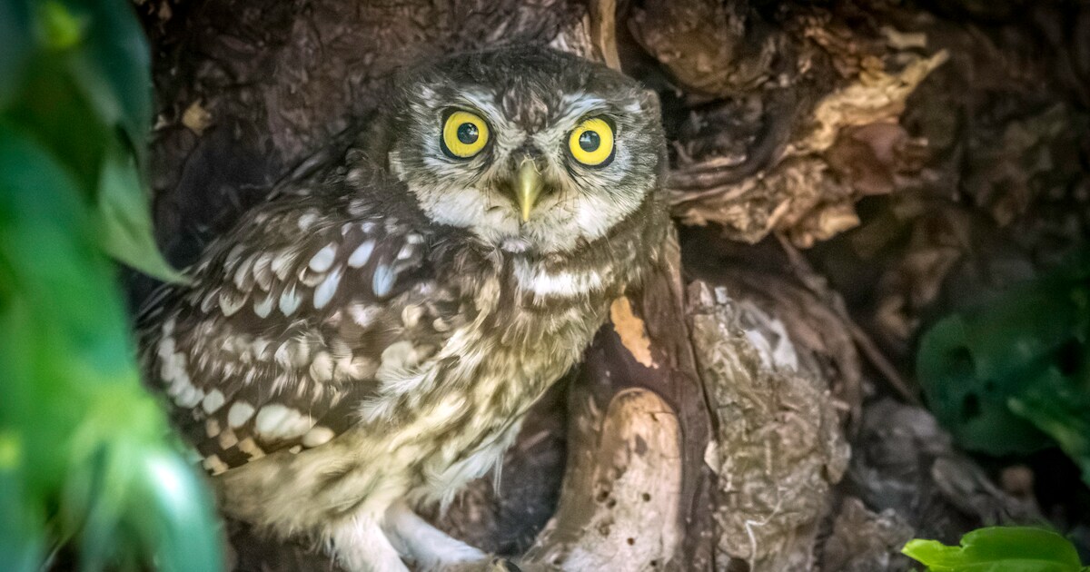 Kiekeboe! Bekijk wat lezers voor hun lens kregen | Mijn BD | bd.nl