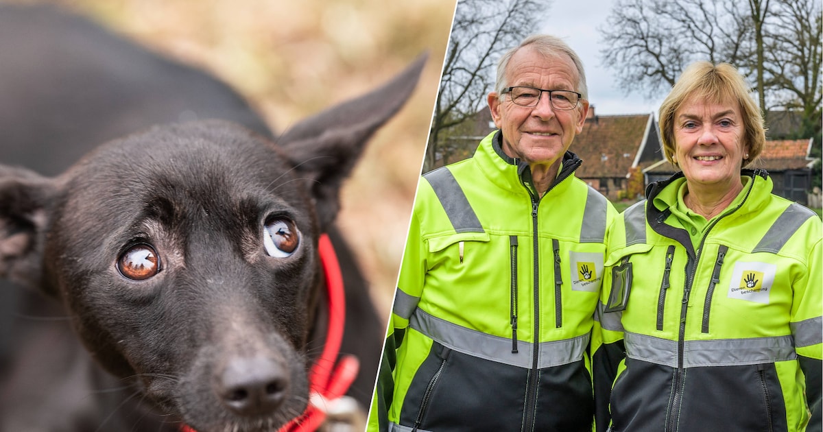 Hond compleet overstuur op straat, dan wordt opeens duidelijk waarom ...