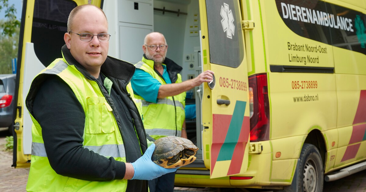 Van stinkende hond tot gezonde duif: ‘Dierenambulance wordt vaak ...
