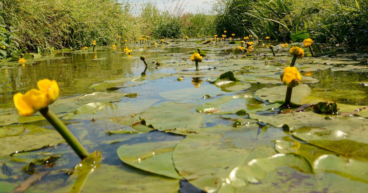 De Oude Maasarm bij Heijen haalt een stukje Friesland binnen | Brabant ...