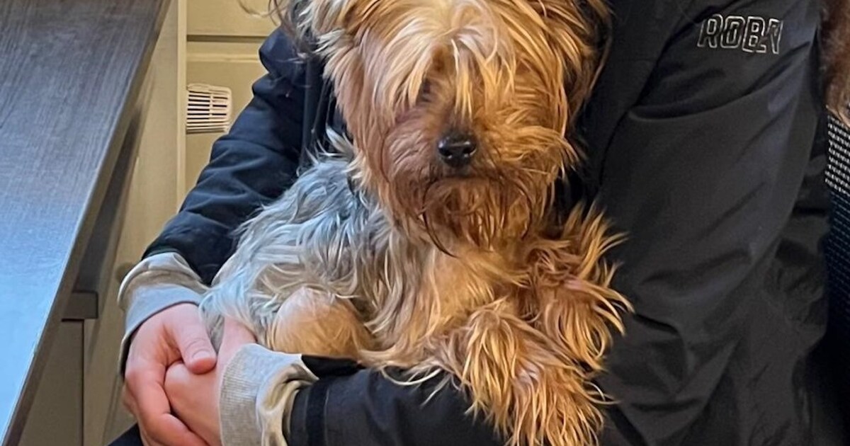 In vuilcontainer gedumpt hondje sterkt goed aan, vuilnisman ...