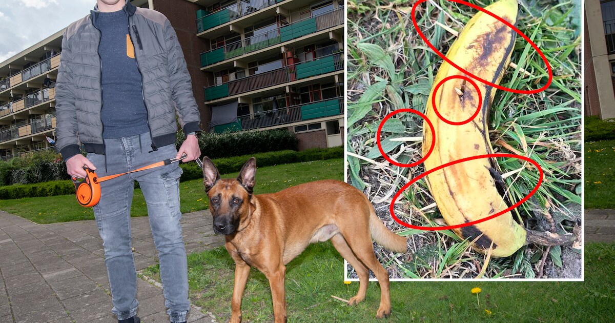 Stekelbananen in het gras en waarschuwing politie: Michiel houdt hier ...