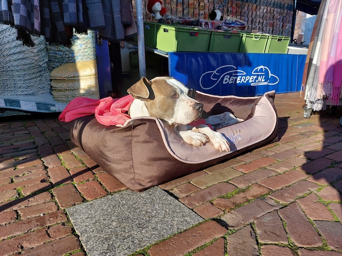 Diva, de meest geaaide markthond van ’t land: ‘Ik wist wel dat ze ziek ...