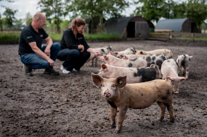 Op het erf waar de varkens verdwenen, knorren nu weer biggen: vijfde ...