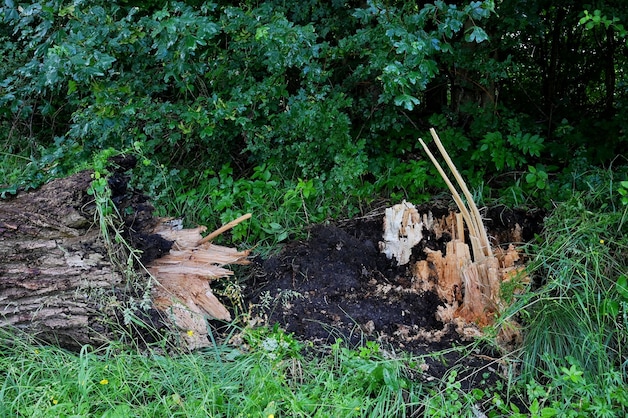 Bestuurder overleden nadat boom op auto valt in Boxtel | Regio | BD.nl