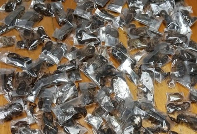 Politie pakt man (28) met 150 schorpioenen in bagage op luchthaven ...