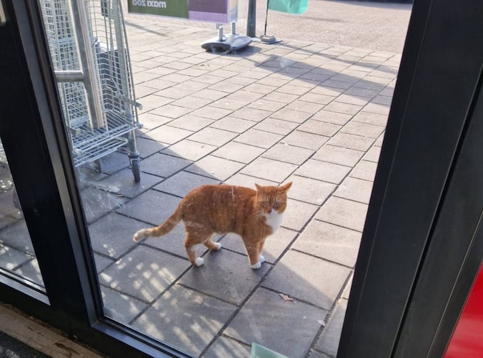Winkeliers kennen hem allemaal: kat Mino loopt al 2 jaar winkels binnen ...