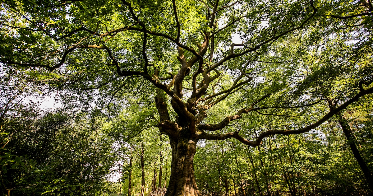 Komt voor de vierde keer in zes jaar de mooiste boom uit Brabant? ‘Mooi ...