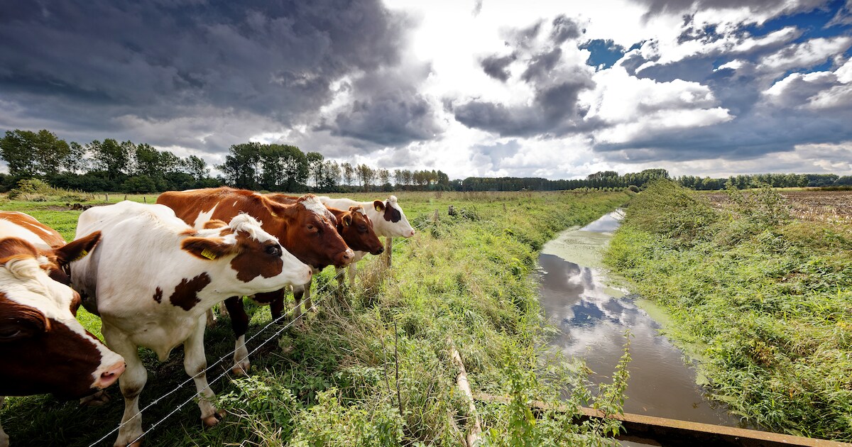 Groote Waterloop wordt natuurlijke verbinding tussen de Scheeken en het ...