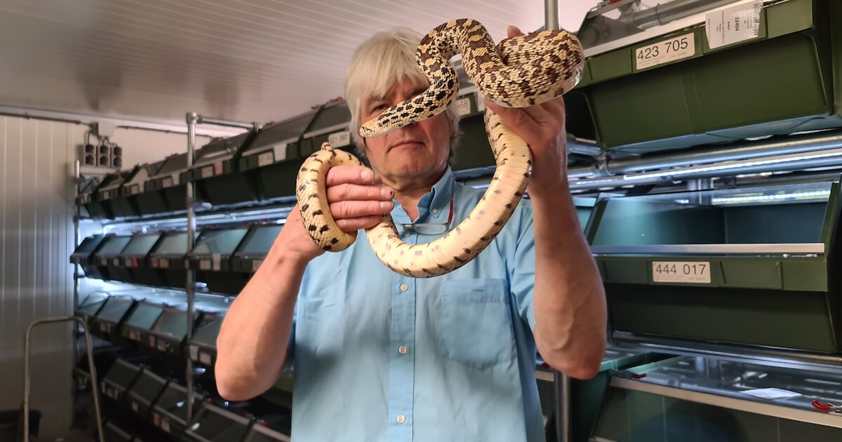 Ontsnapte giftige slang zit vermoedelijk nog in huis, denkt deze expert ...