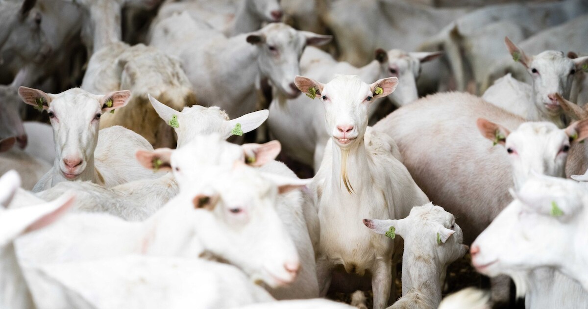 Gelderland dreigt geitenhouder met dwangsom om aantal geiten in ...