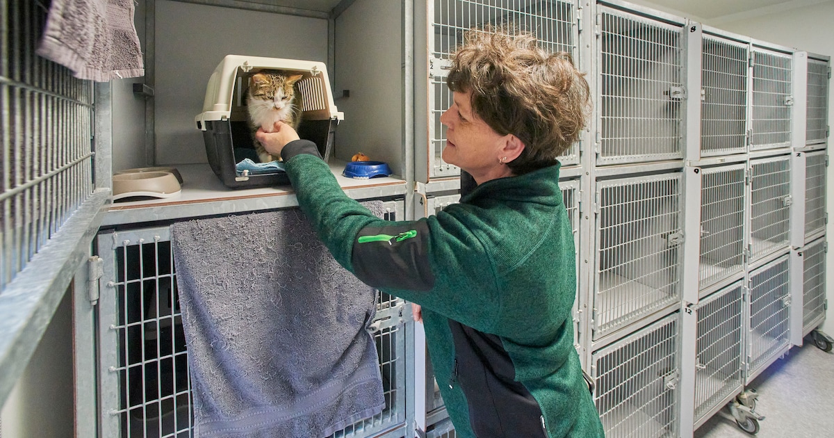 Besmettelijke huidschimmel bij katten in Osse dierenopvang: nog weken ...