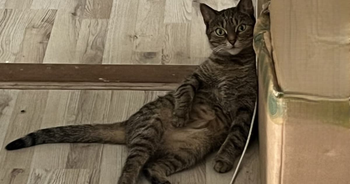 Heb jij Kisoro, Toetie of Koos gezien? Deze zes huisdieren worden in ...