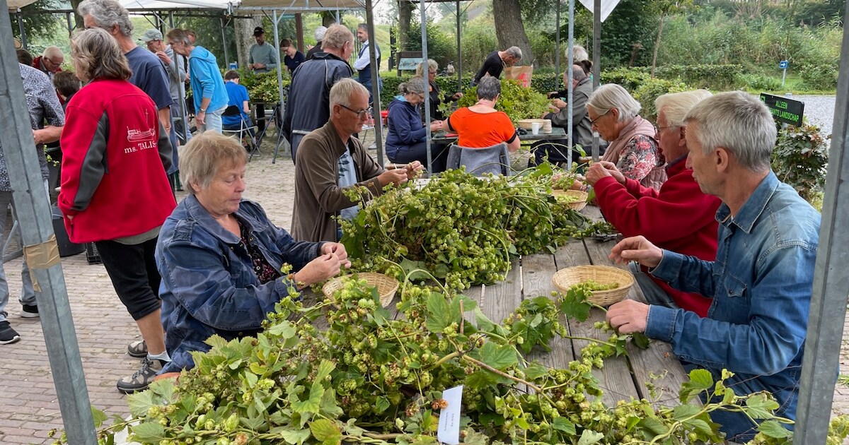 Hop van Altena enthousiast over kwaliteit van de hop | Waalwijk ...