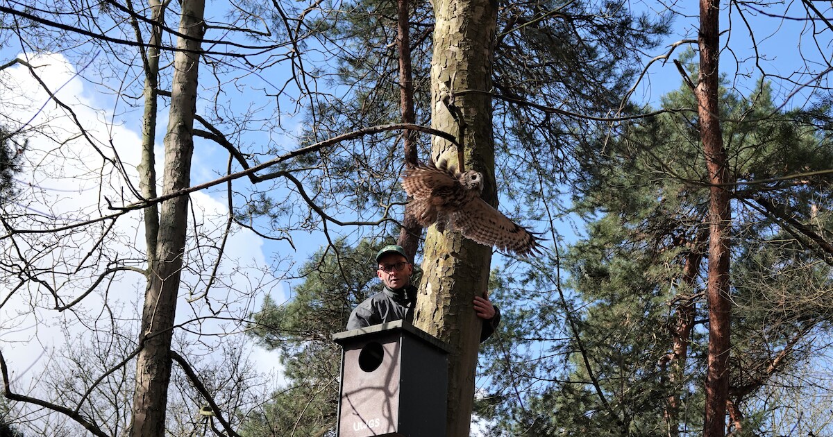 Grote schoonmaak in Schijndel voor broedseizoen; uilen laten bergen ...