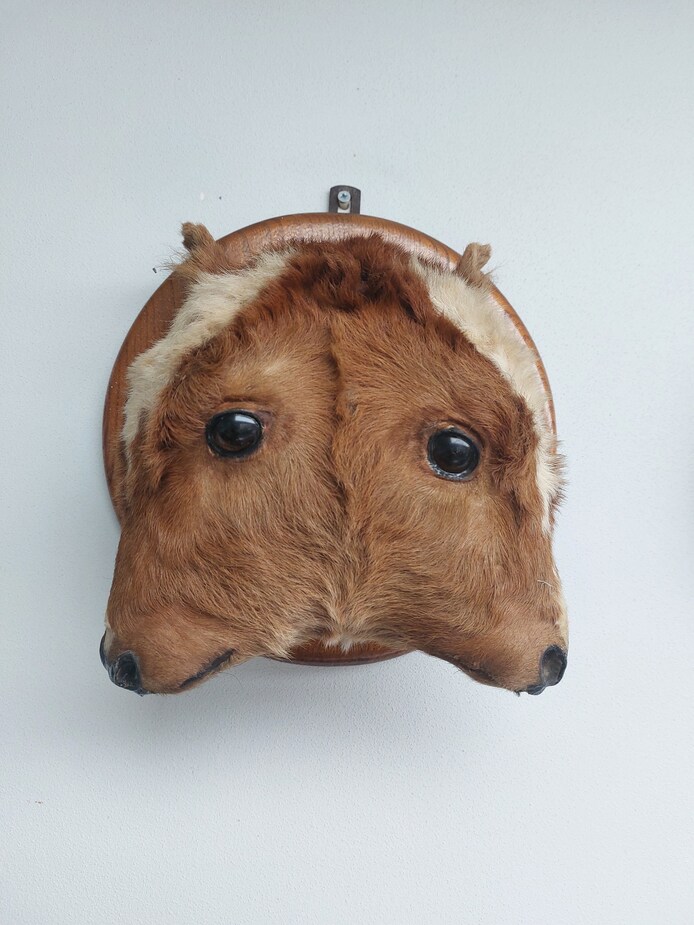 Een zeldzaam kalfje, kans 1 op 400 miljoen? En jawel hoor: het werd ...