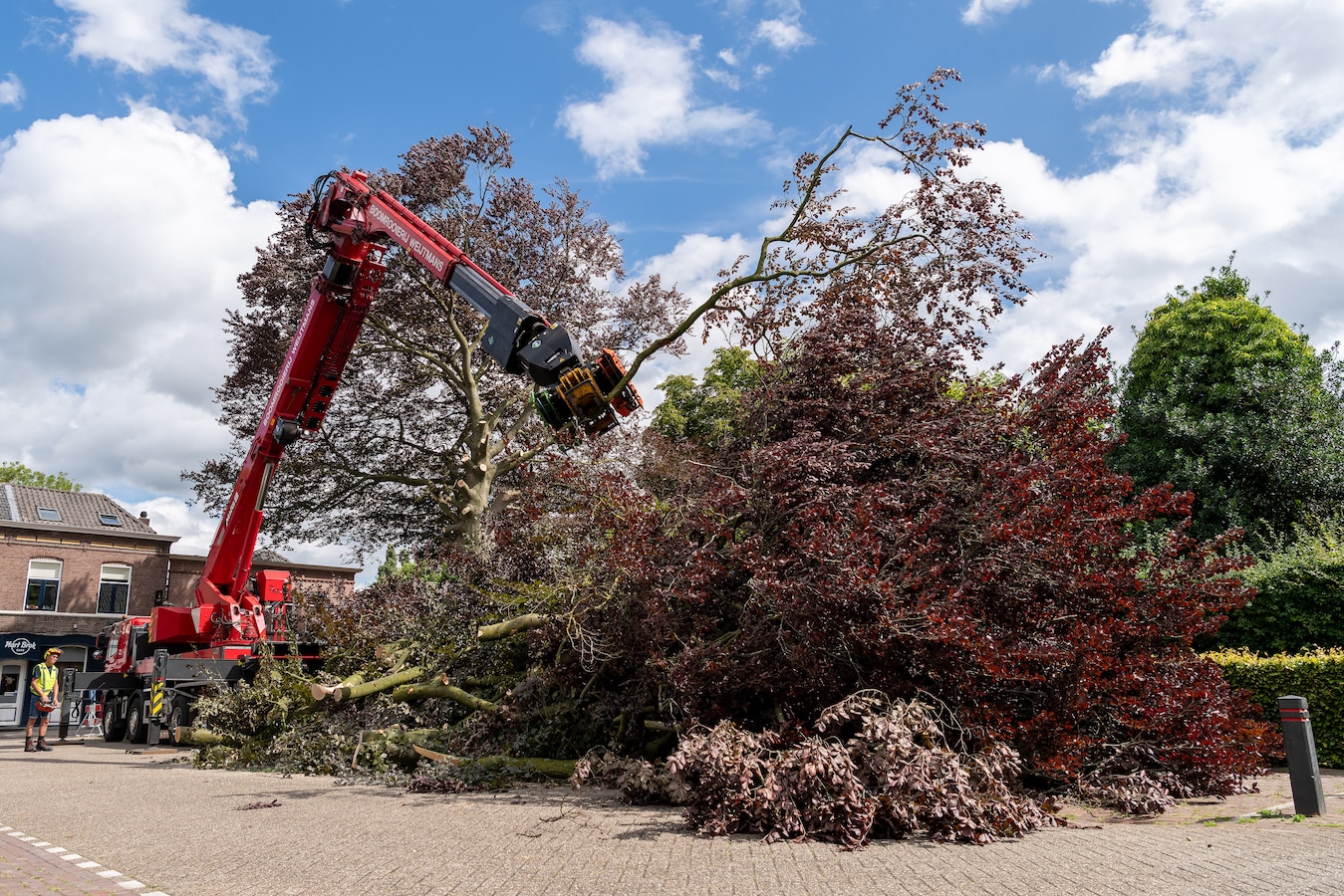 Waalwijkse reus van ruim 125 jaar gekapt: ‘Een prachtboom, maar ziek en ...