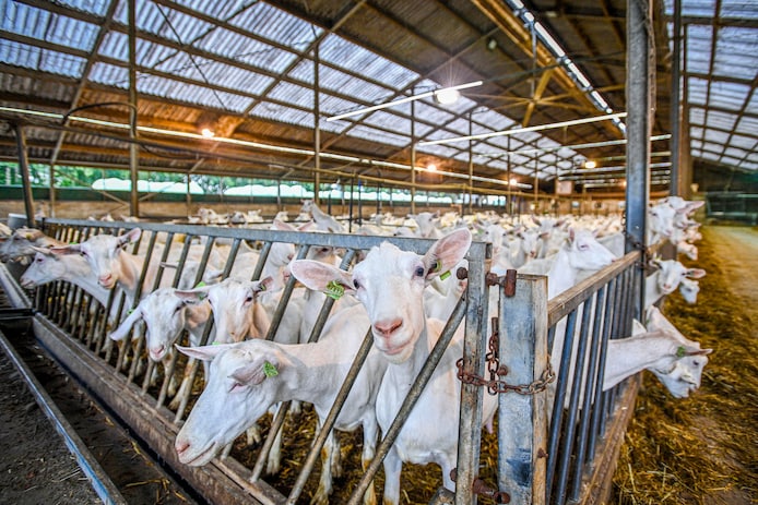 Geiten opnieuw voer voor de rechter: mag nieuwe stal voor 1900 dieren ...
