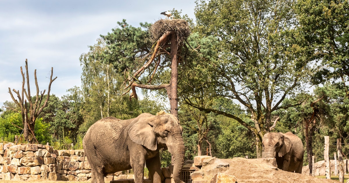 Olifanten genieten van waterpret en rotswanden in nieuw verblijf Beekse Bergen | Hilvarenbeek ...