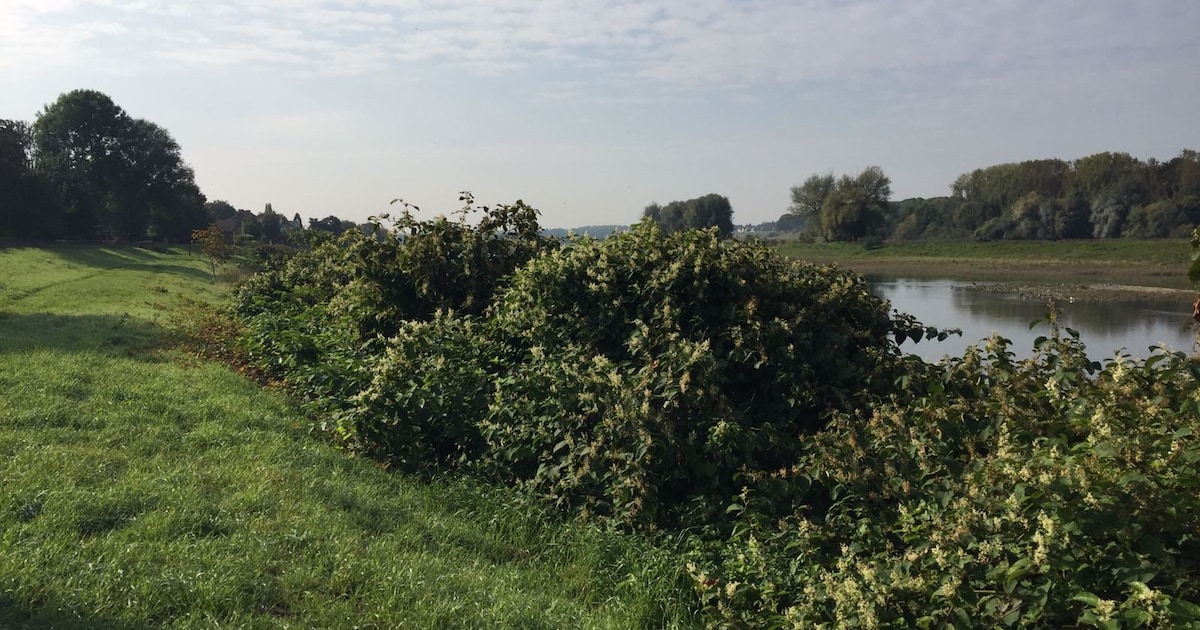 Weg met de Japanse Duizendknoop, Den Bosch start een proef | 's ...