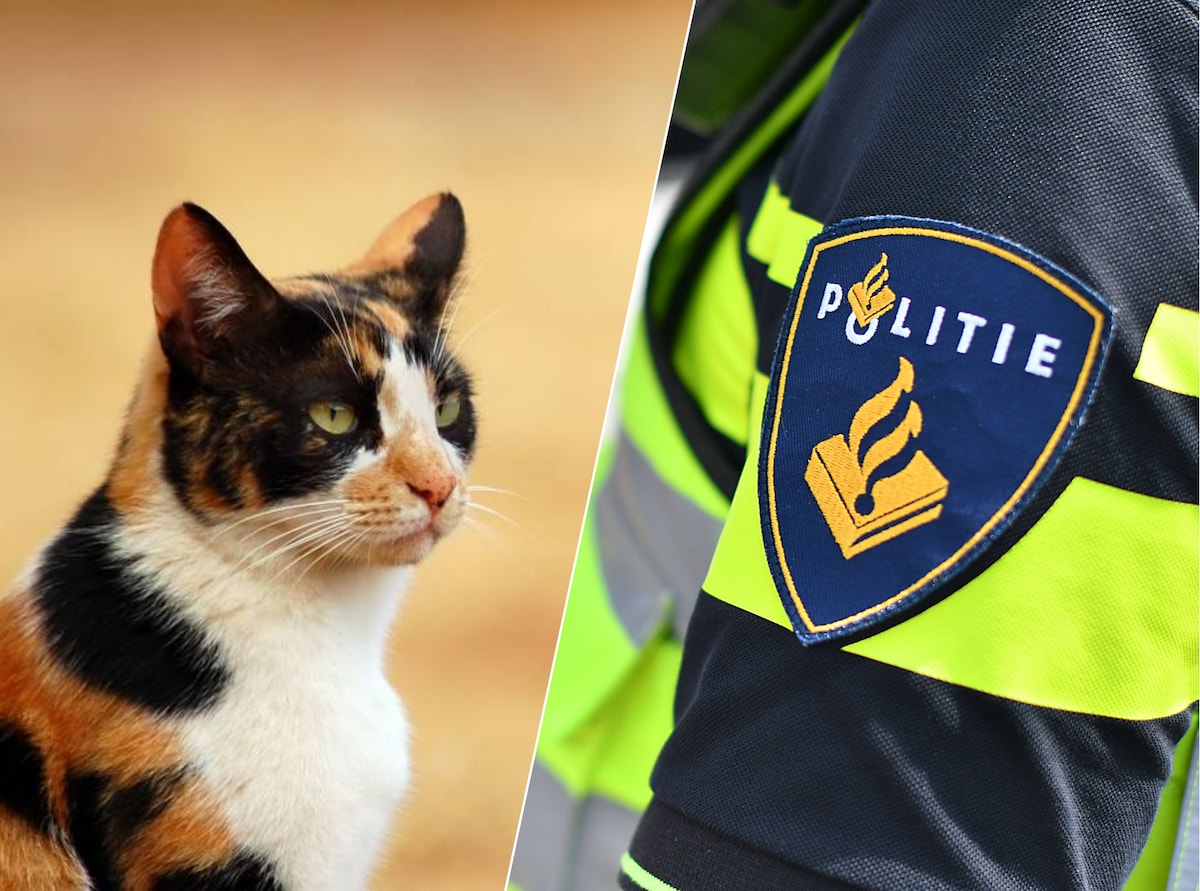 Man is vermist, dan ziet agent een uitgehongerde kat achter de deur ...