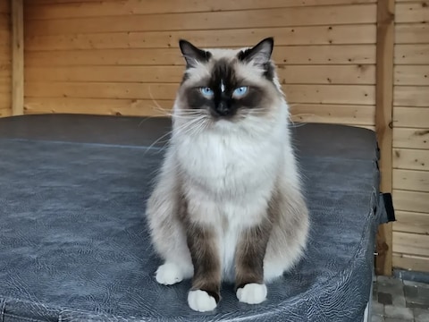 Heb jij Mowgli, Fenya of Pablo gezien? Deze drie huisdieren worden in ...