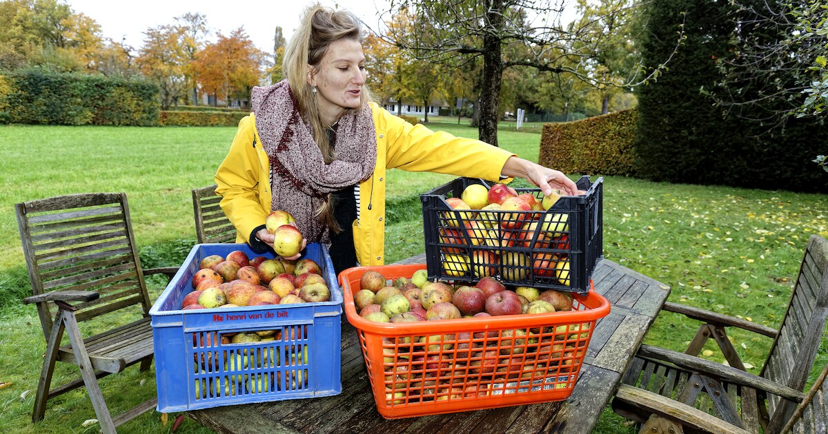 Tilburgse Rosemarijn geeft ‘weesfruit’ een liefdevolle bestemming: ‘Het ...