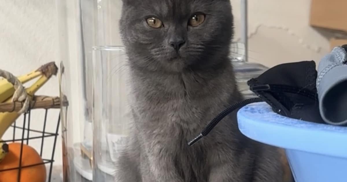 Heb jij Milou gezien? Dit huisdier wordt in Oss vermist | Oss | BD.nl