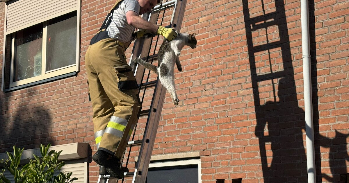 Eigenwijze kat gaat op avontuur, maar komt vast te zitten onder de ...