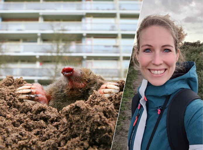 Waarom stikt het opeens overal van de molshopen? Elze is expert en weet ...
