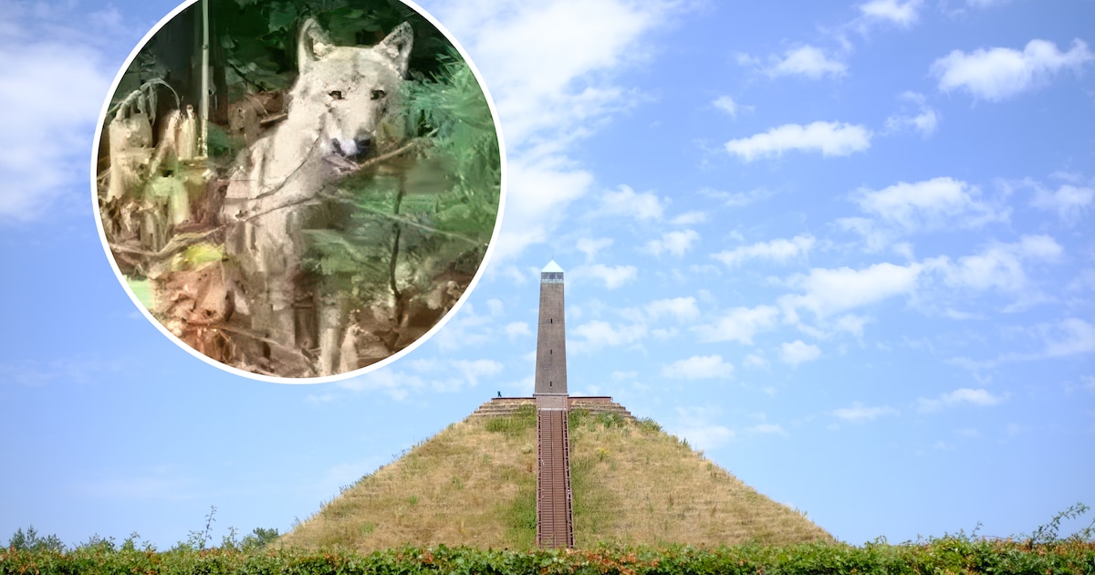 Weer een bijtincident met wolf in Utrecht: ‘Kind tijdens spelen ...