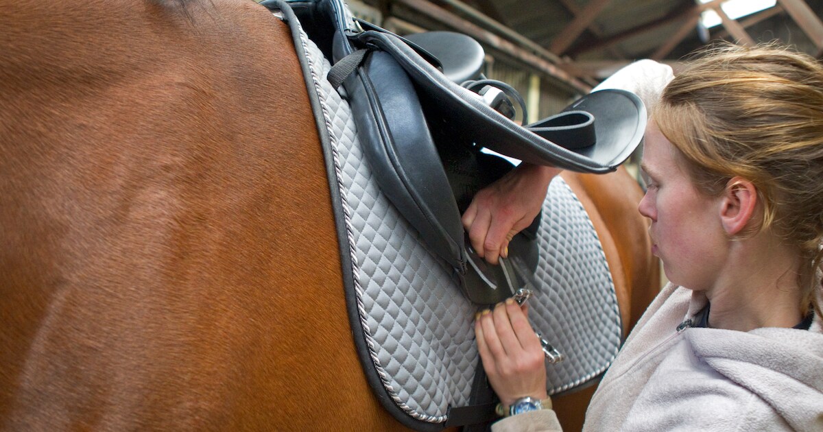 ‘Gebruik geen zweep om een paard te dwingen, geef als ruiter vertrouwen ...